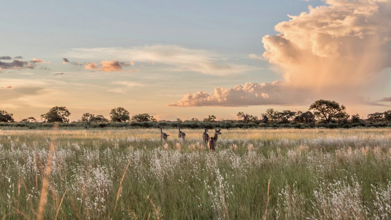 The Big Five-Safari | Namibia Individual
